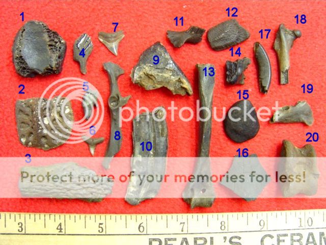 Help With Some Florida Fossils I Bought. - Fossil ID - The Fossil Forum