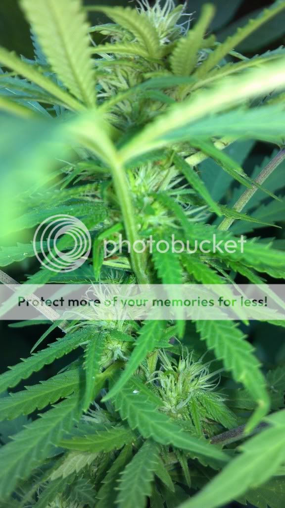 Calyx Development | Grasscity Forums - The #1 Marijuana Community Online